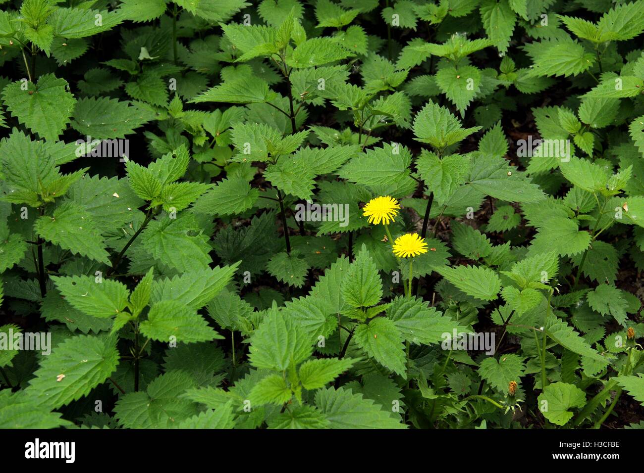 Dandalions hi-res stock photography and images - Alamy