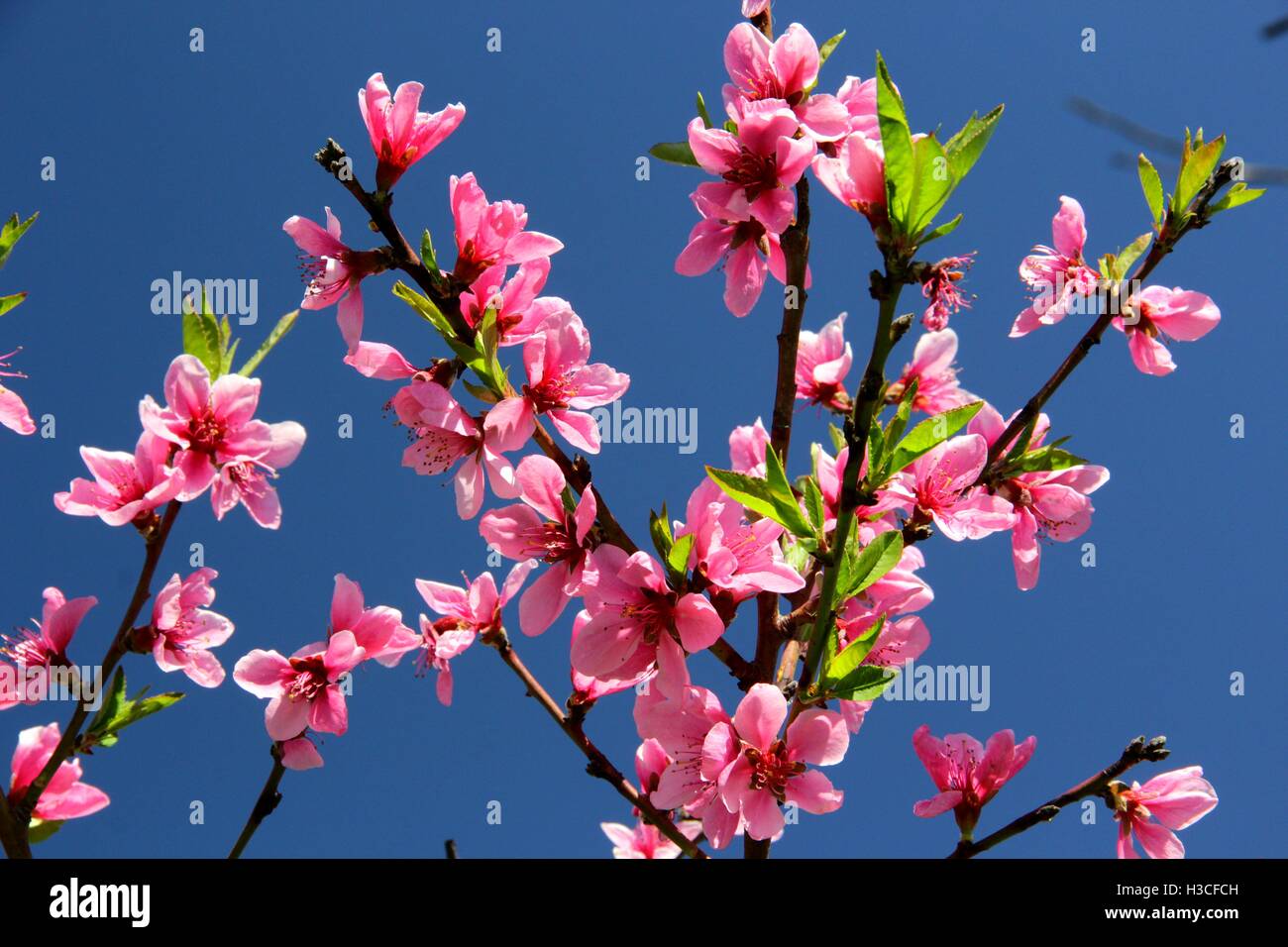 Pink flowers of a peach tree in bloom. (Prunus persica Stock Photo - Alamy