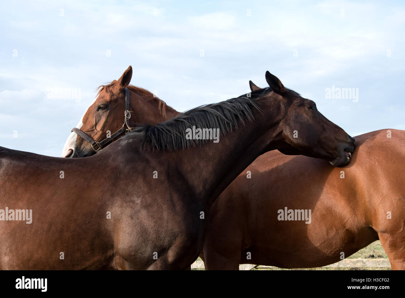 Horses grooming each other hi-res stock photography and images - Alamy