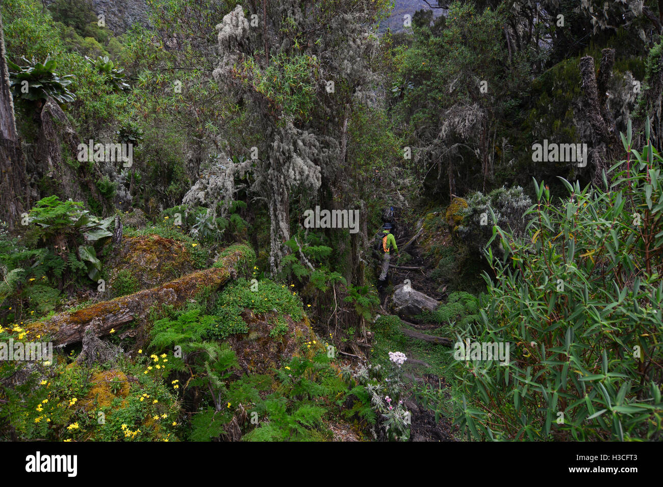 Afroalpine hi-res stock photography and images - Alamy