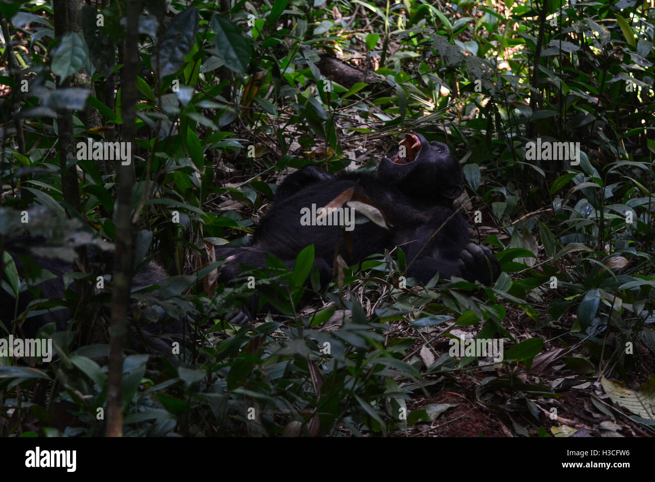 Chimpanzee yawning hi-res stock photography and images - Alamy