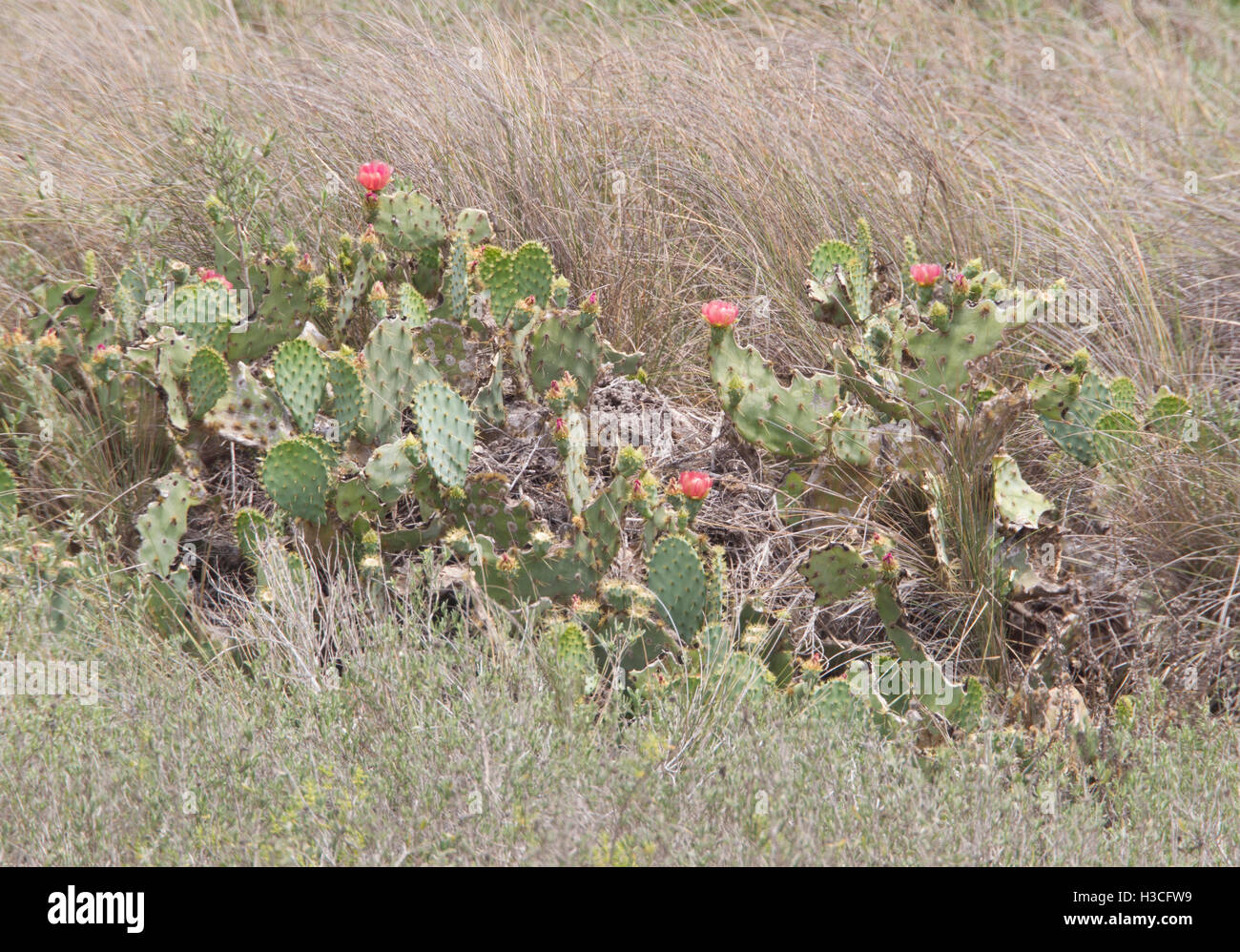 Cacti in flower,Texas Stock Photo - Alamy