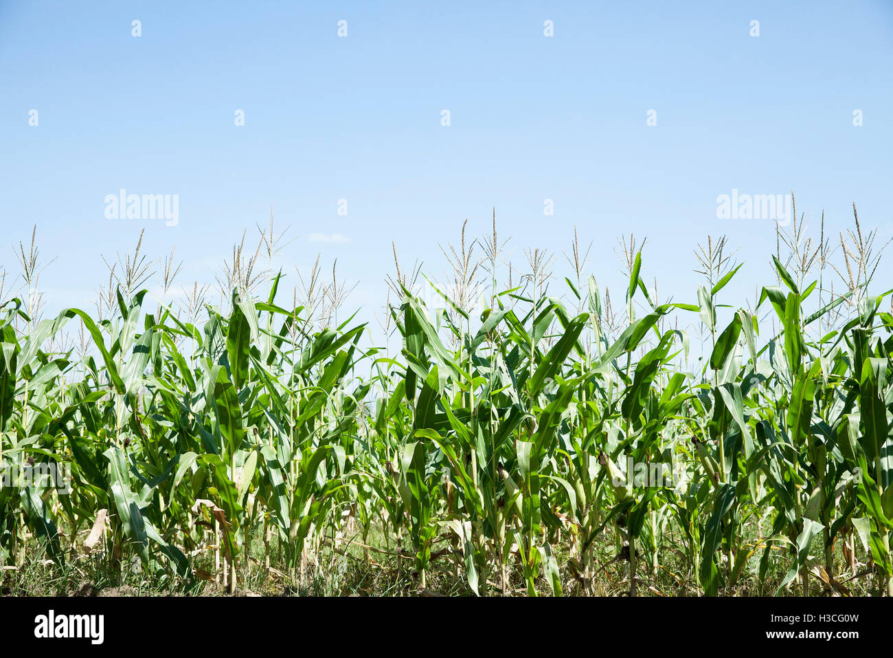 Genetic images hi-res stock photography and images - Alamy