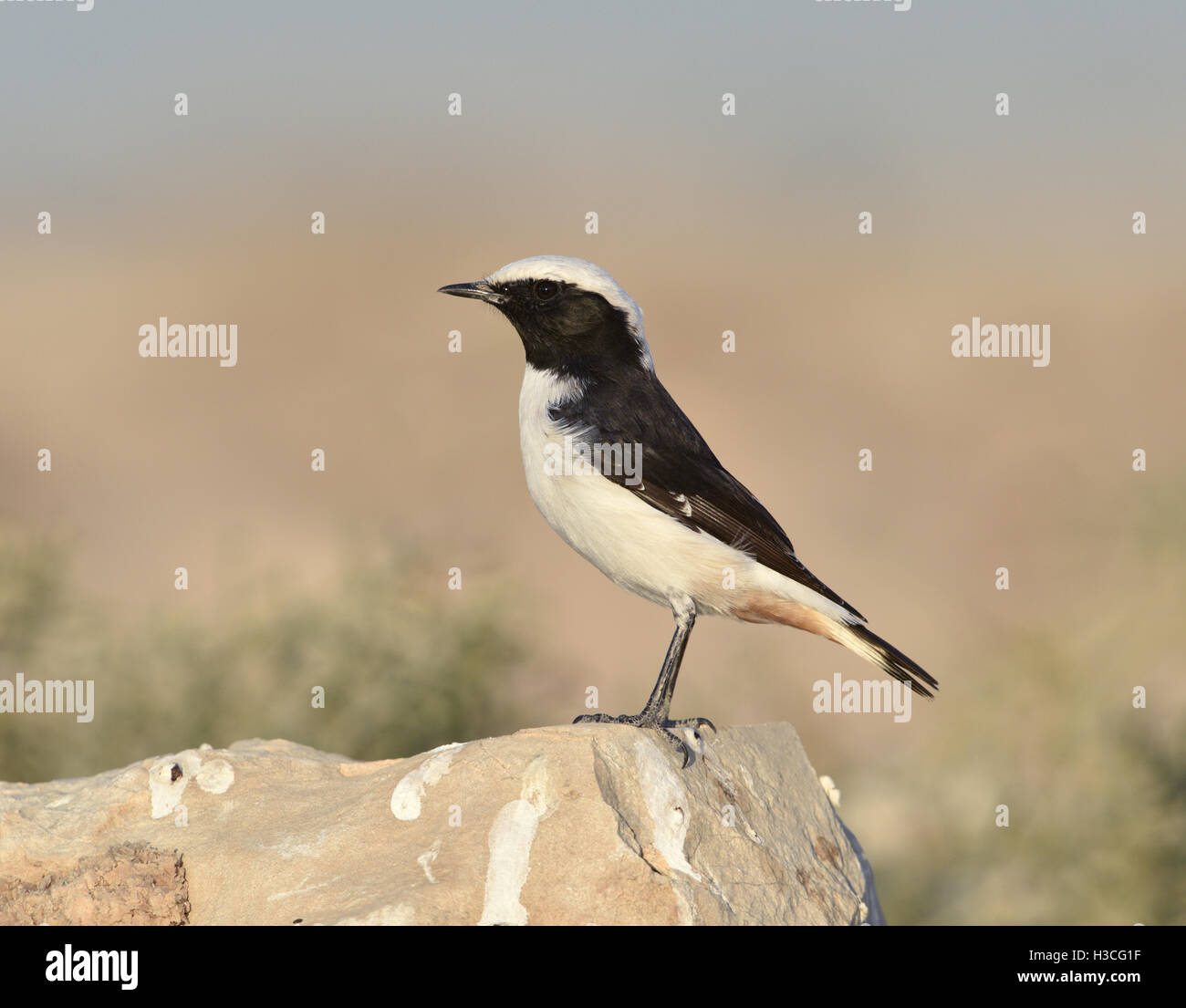 Mourning wheatear hi-res stock photography and images - Alamy
