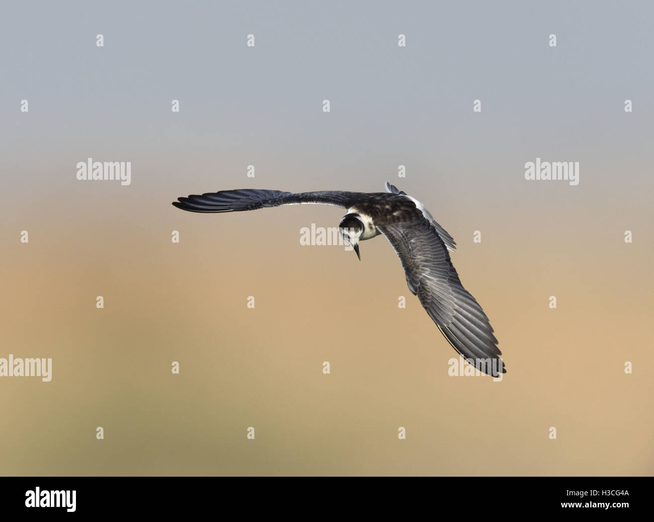 White-winged Black Tern - Chlidonias leucopterus juvenile / 1st autumn ...