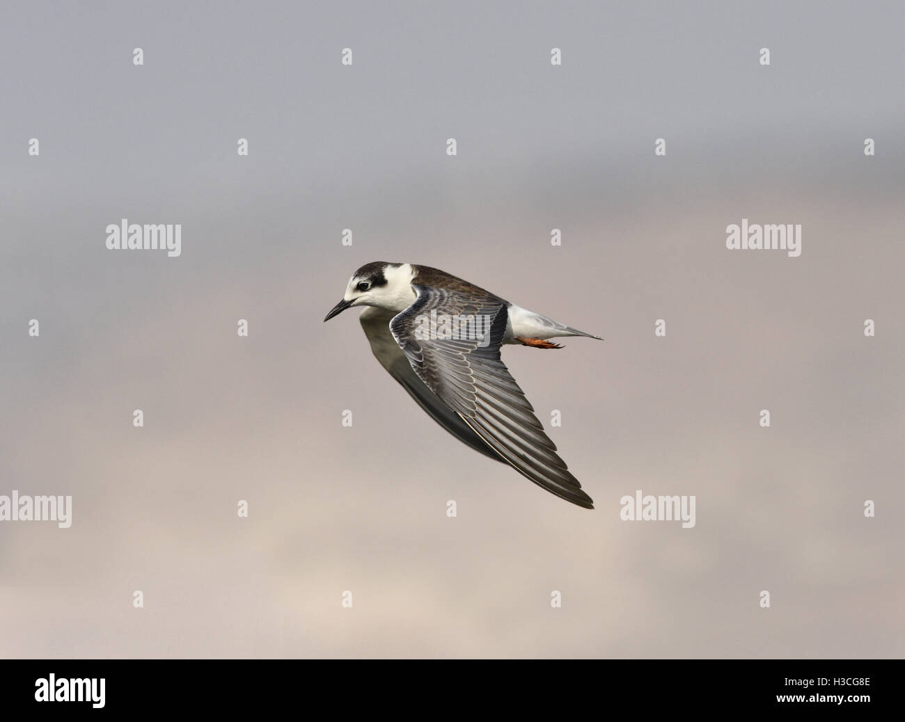 White-winged Black Tern - Chlidonias leucopterus juvenile / 1st autumn ...