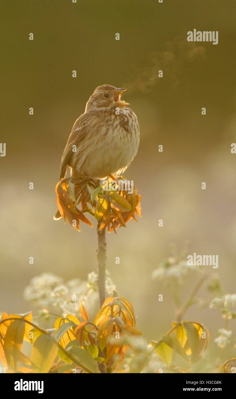 Corn Bunting (Miliaria calandra) singing from tree sapling at dawn ...
