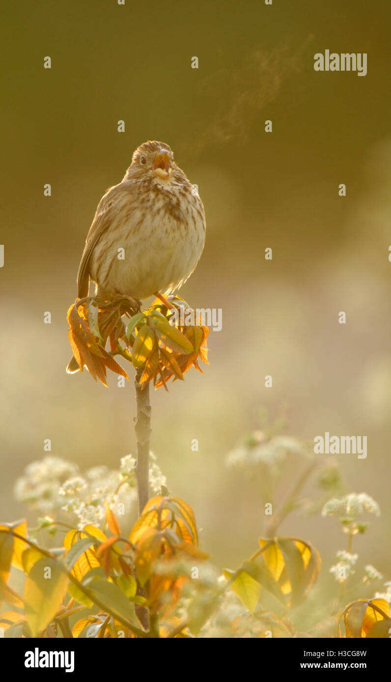 Corn Bunting (Miliaria calandra) singing from tree sapling at dawn ...