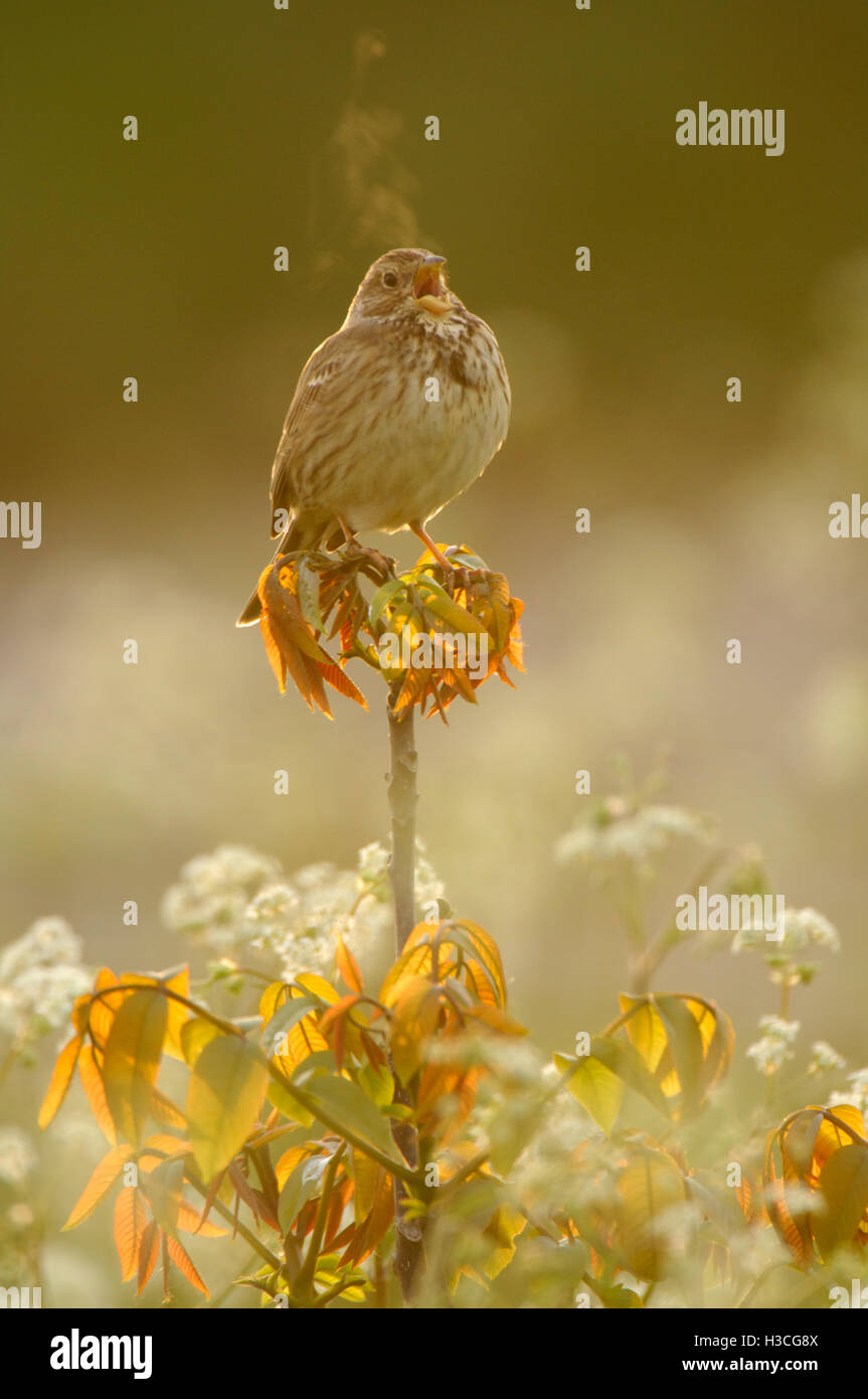 Dawn chorus hi-res stock photography and images - Alamy