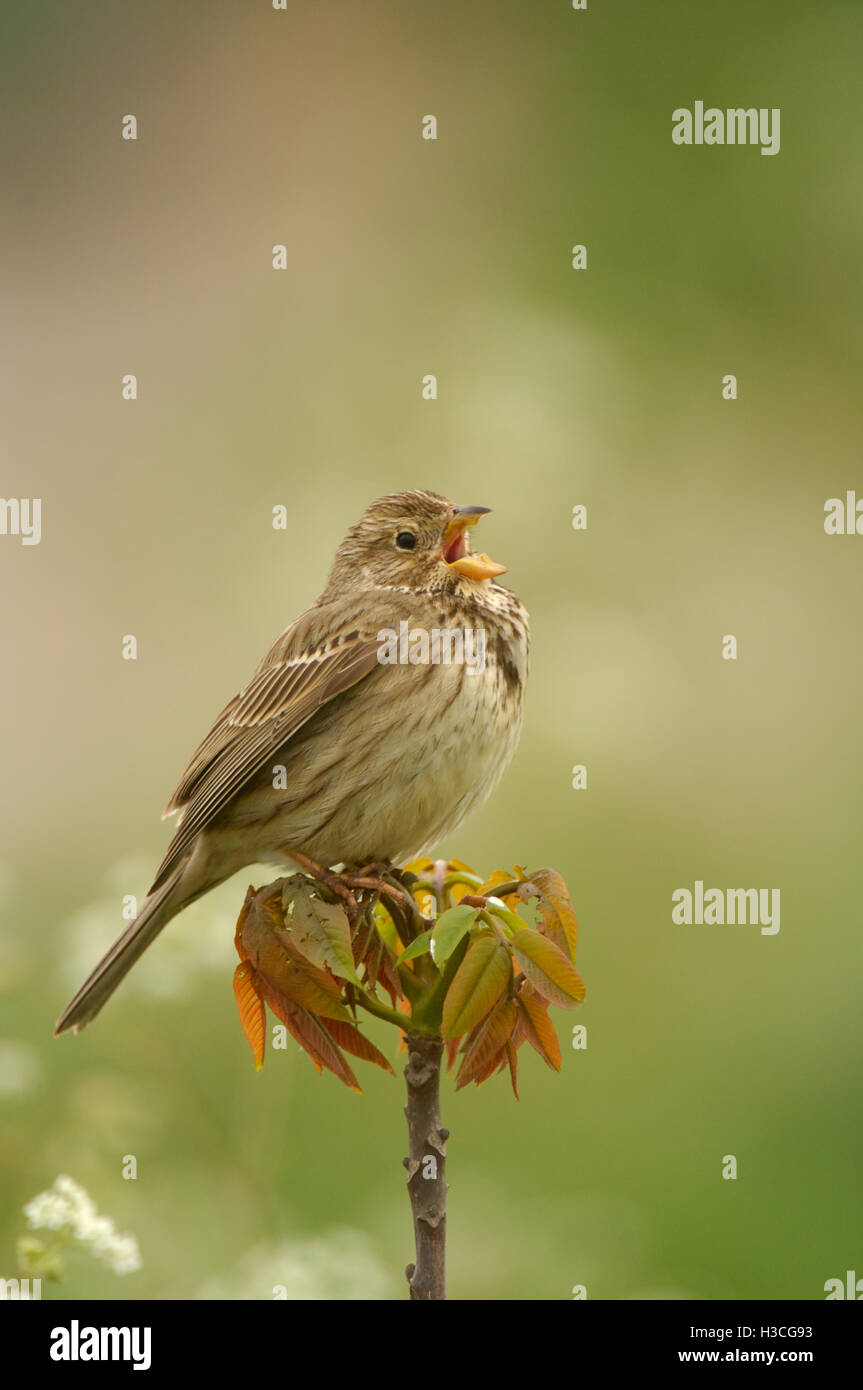 Dawn chorus hi-res stock photography and images - Alamy