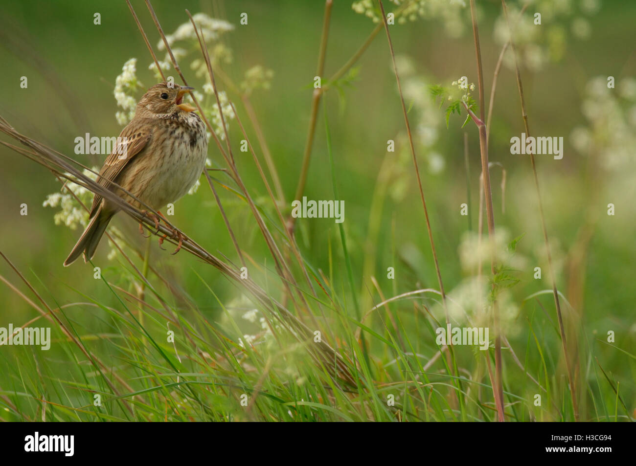 Corn Bunting (Miliaria calandra) singing from tree sapling at dawn ...