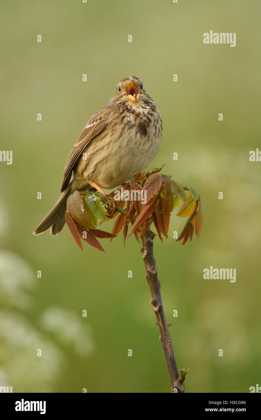 Corn Bunting (Miliaria calandra) singing from tree sapling, Suffolk ...
