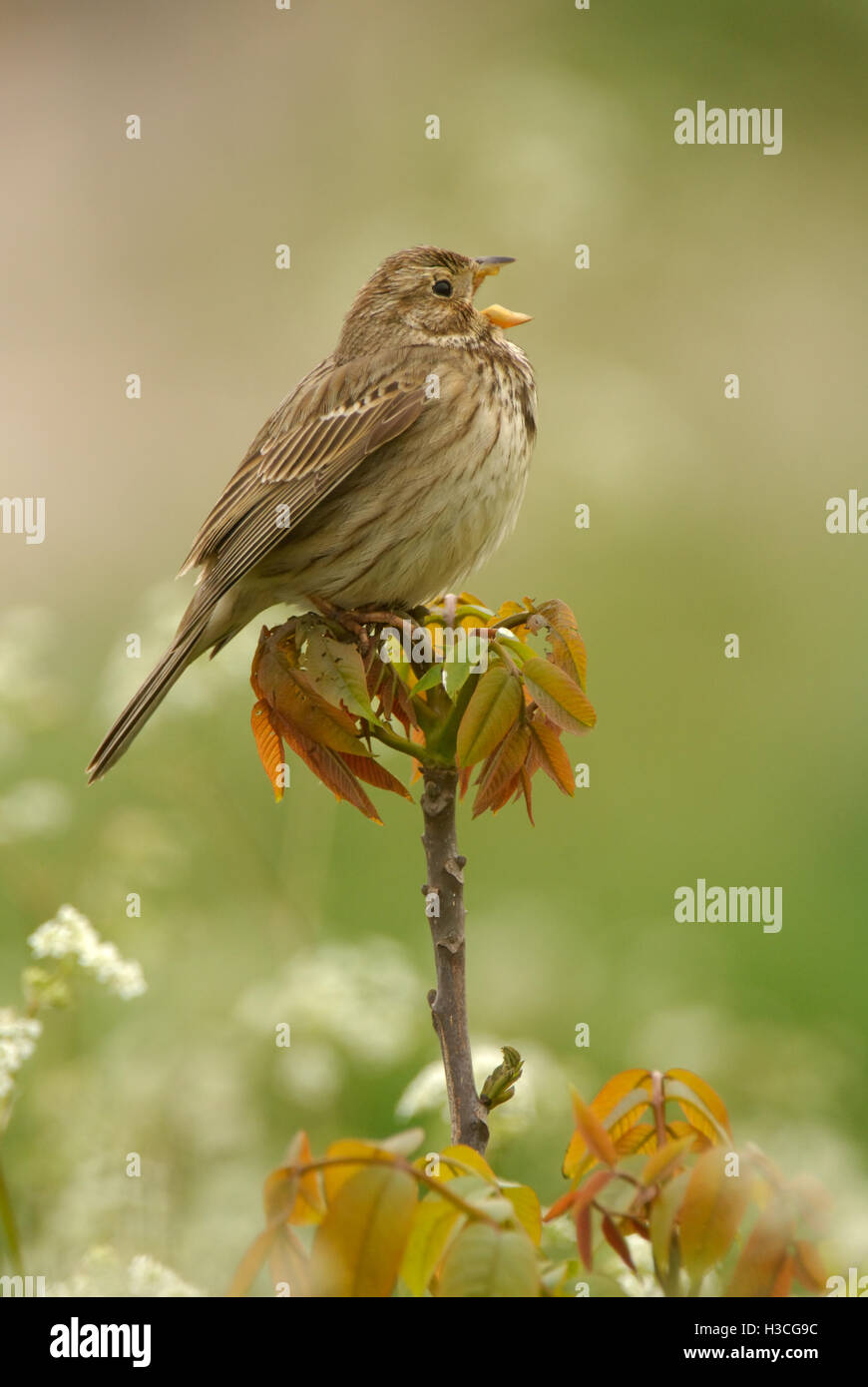 Corn Bunting (Miliaria calandra) singing from tree sapling, Suffolk ...