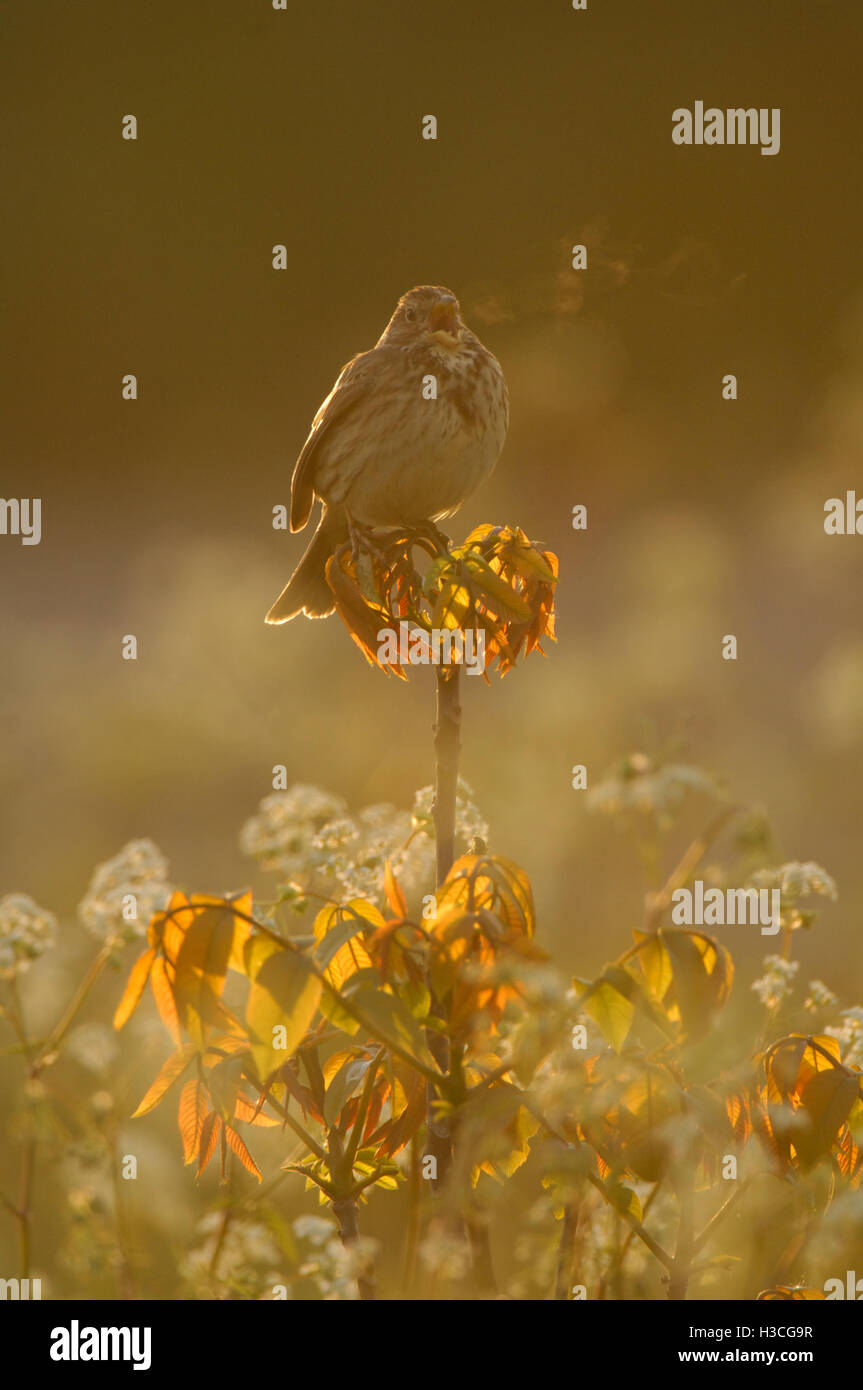 Corn Bunting (Miliaria calandra) singing from tree sapling at dawn ...