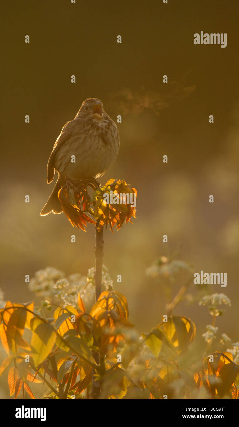 Corn Bunting (Miliaria calandra) singing from tree sapling at dawn ...