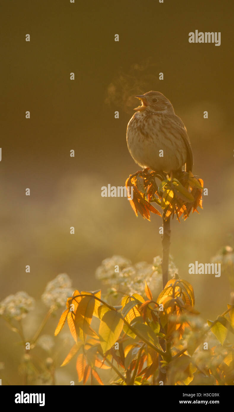 Corn Bunting (Miliaria calandra) singing from tree sapling at dawn ...