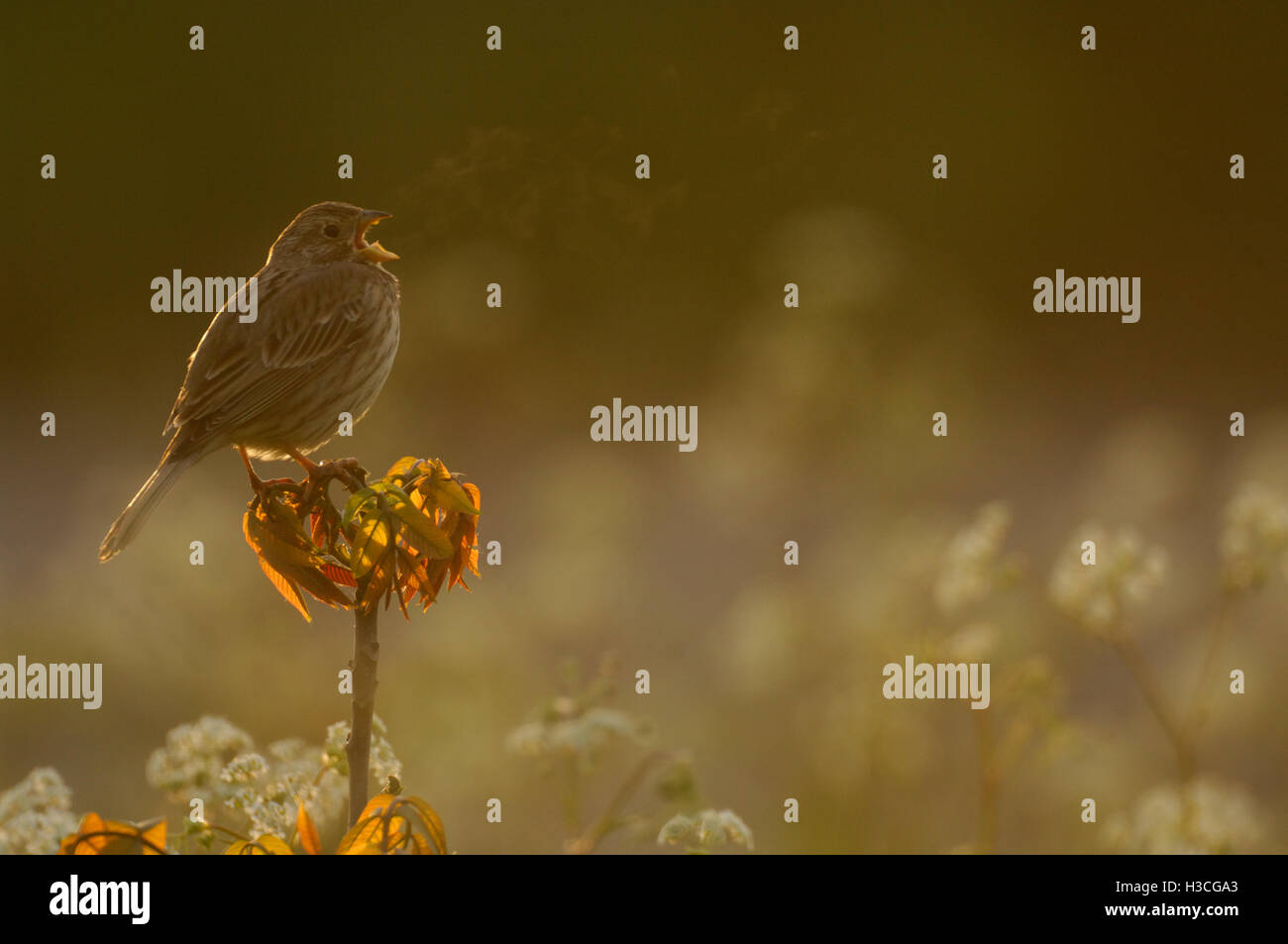 Corn Bunting (Miliaria calandra) singing from tree sapling at dawn ...