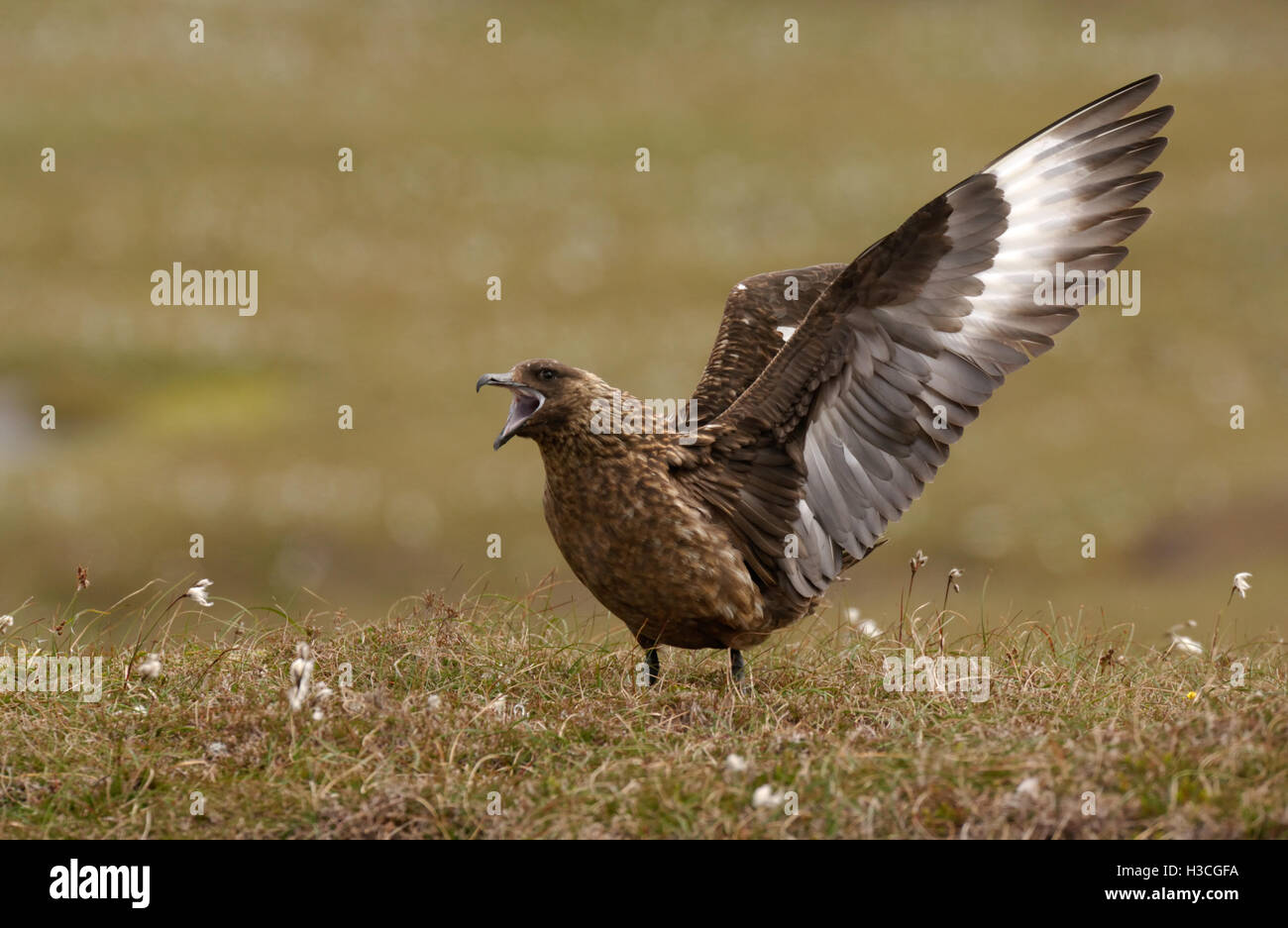 Pair of great skuas hi-res stock photography and images - Alamy