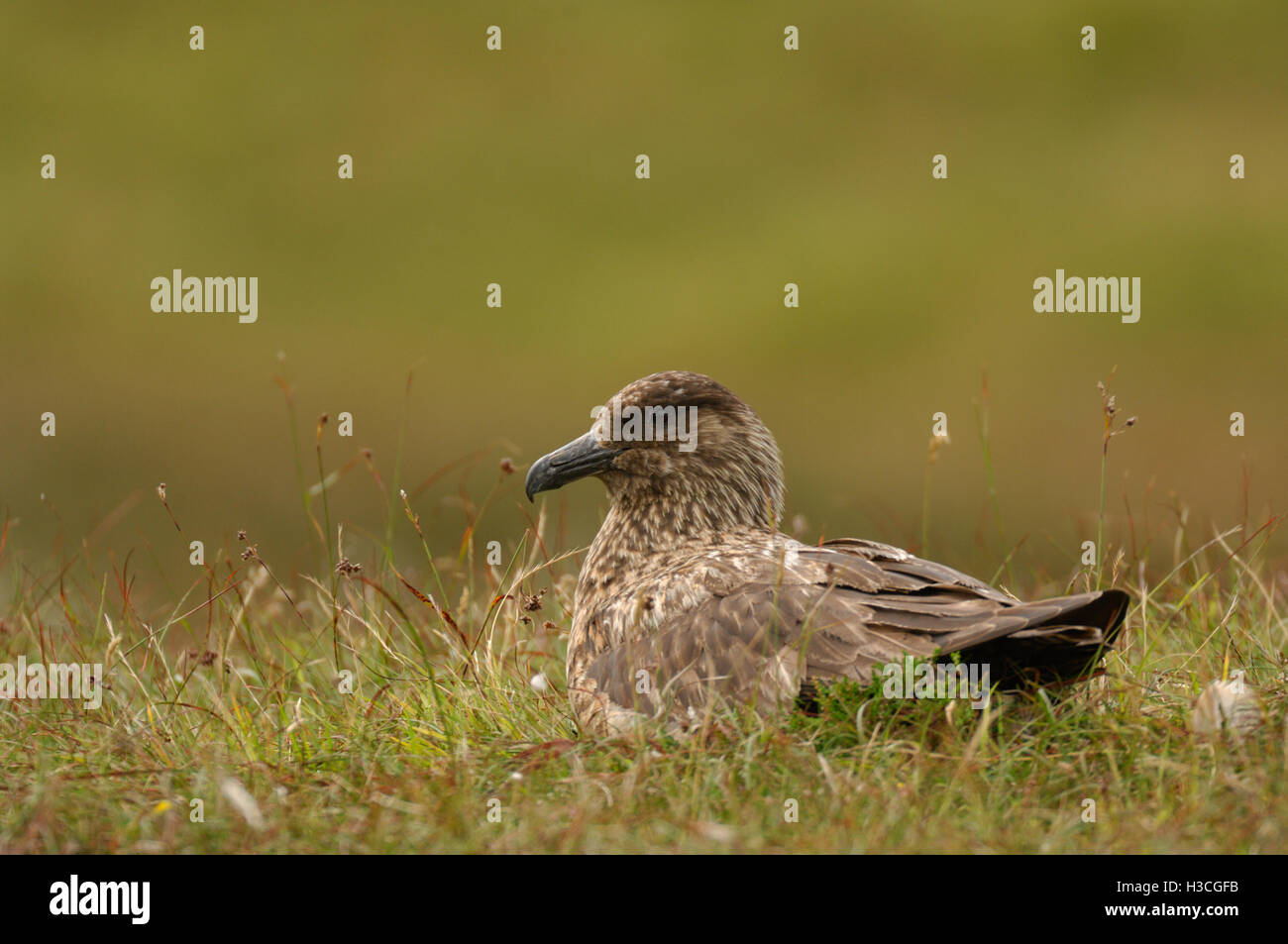 Great Skua Stercorarius skua nesting on moorland, Shetland Isles ...