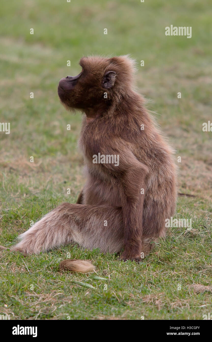 Gelada baboon female hi-res stock photography and images - Alamy