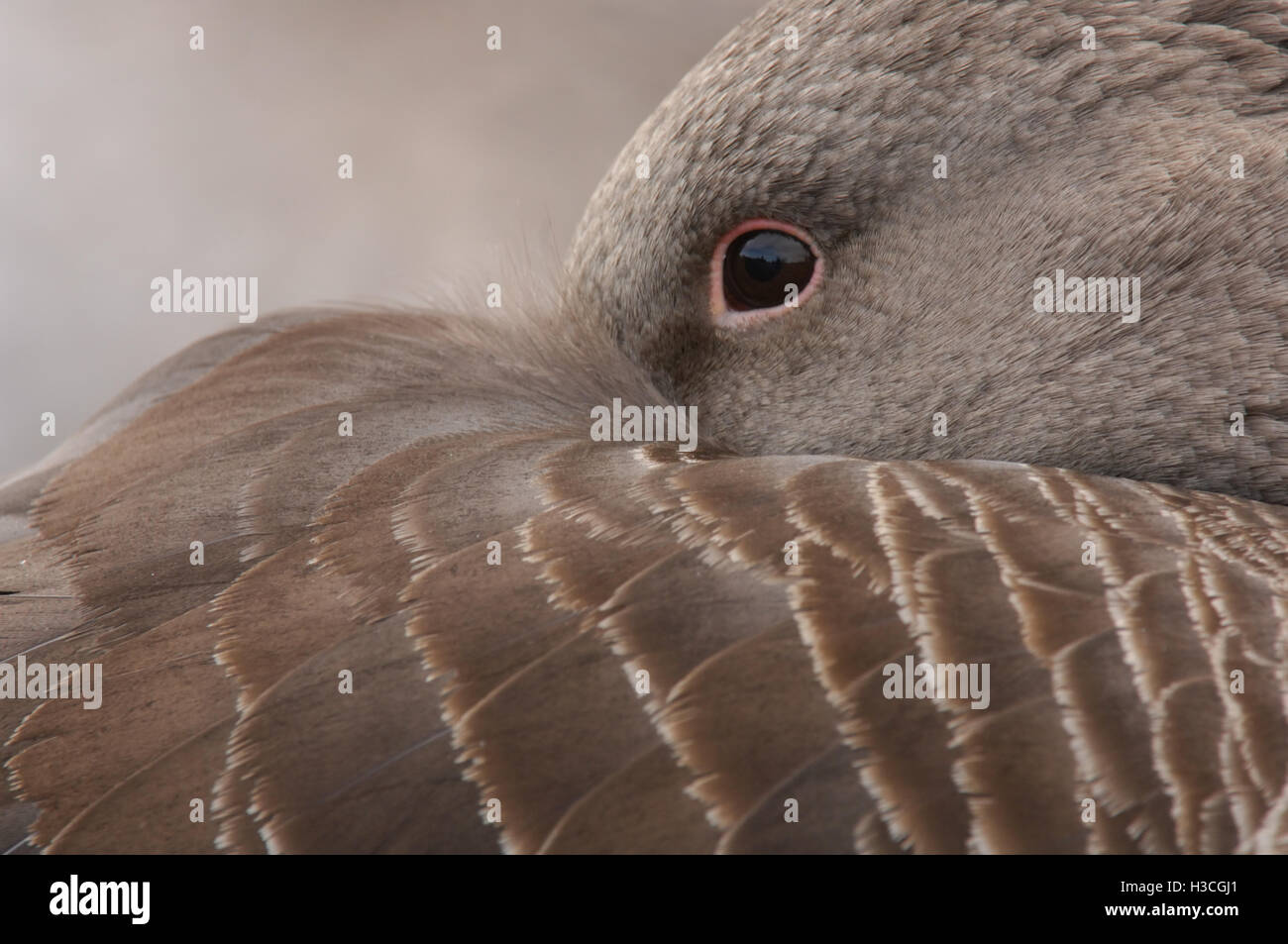 Greylag Goose (Anser anser) close up while roosting, Gloucestershire ...