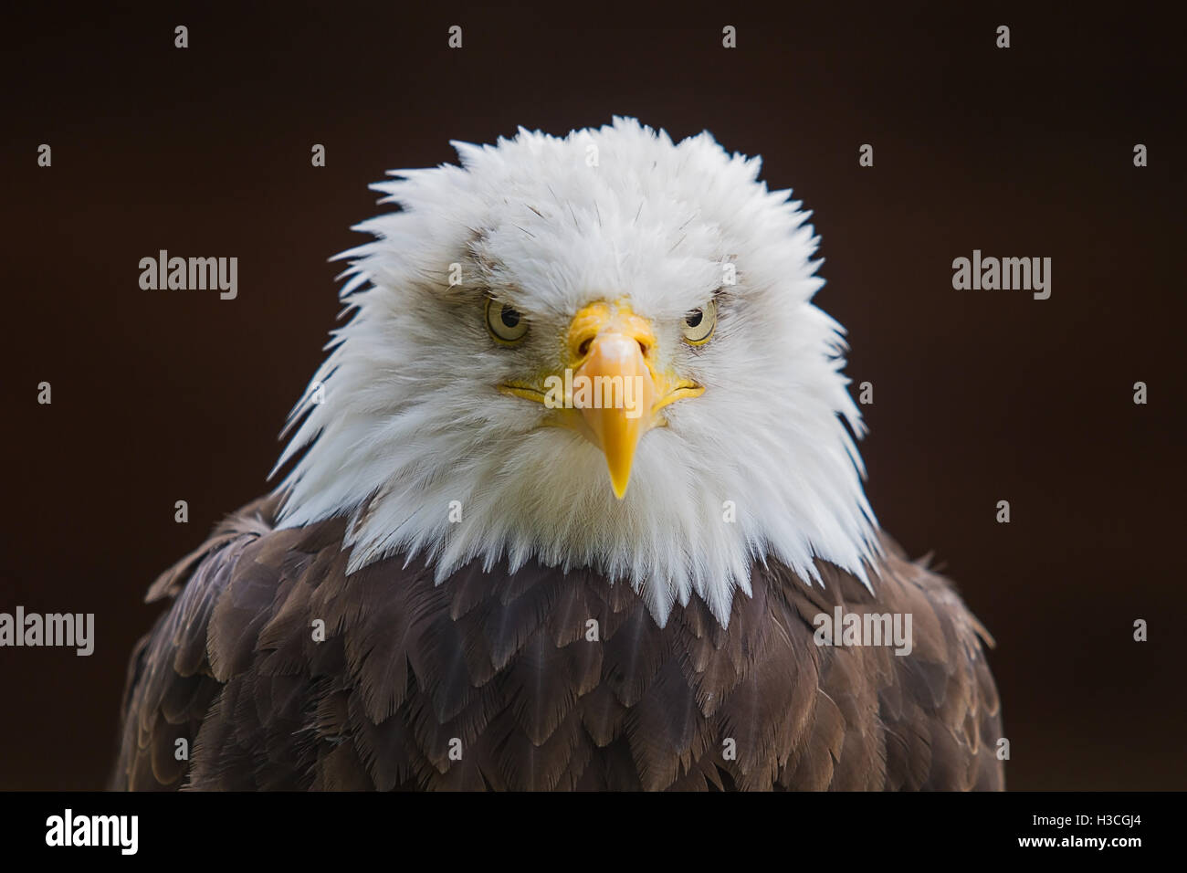 photo of an alert American Bald Eagle Stock Photo - Alamy