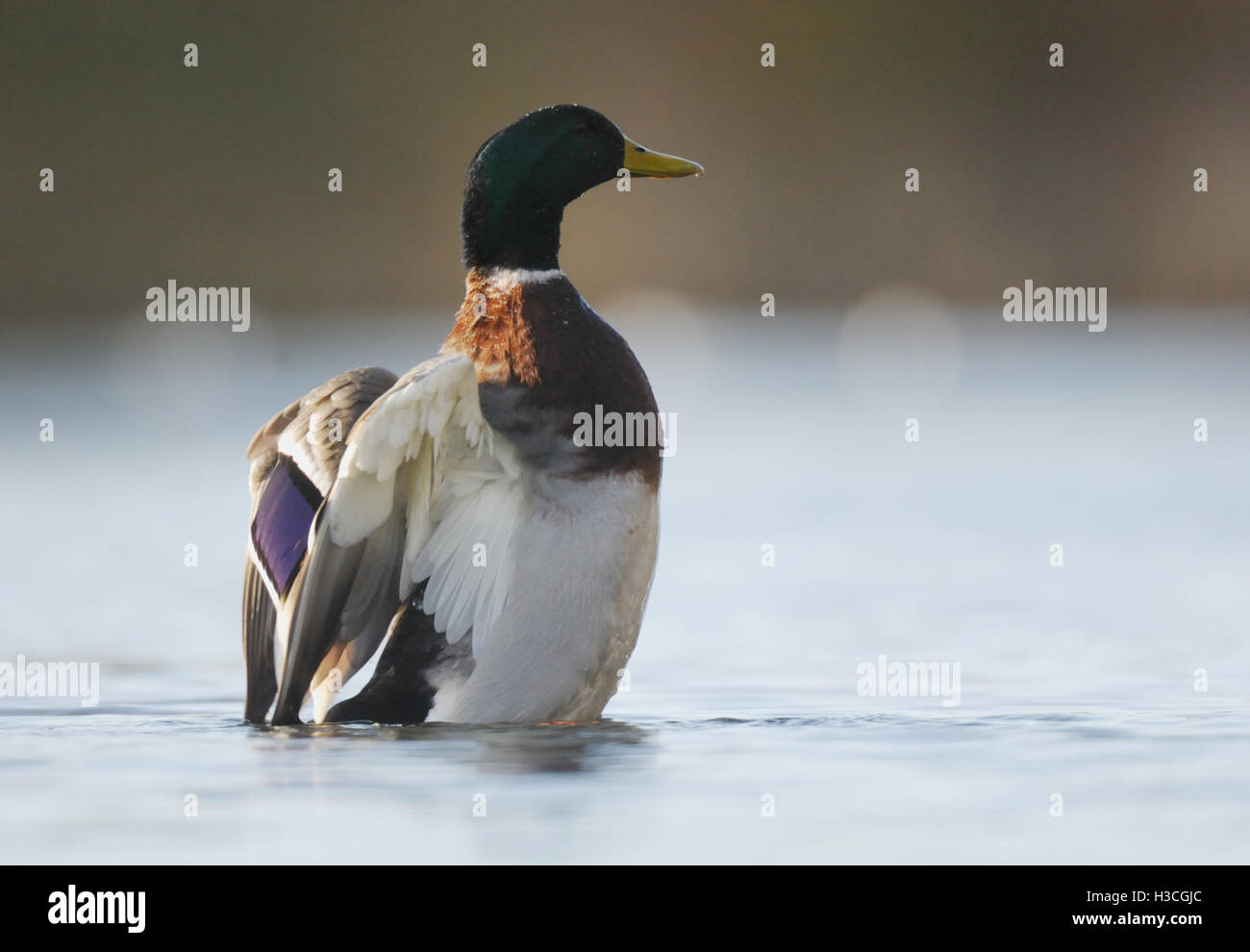 Male Mallard Anas Platyrhynchos about to alight after preening, Essex ...