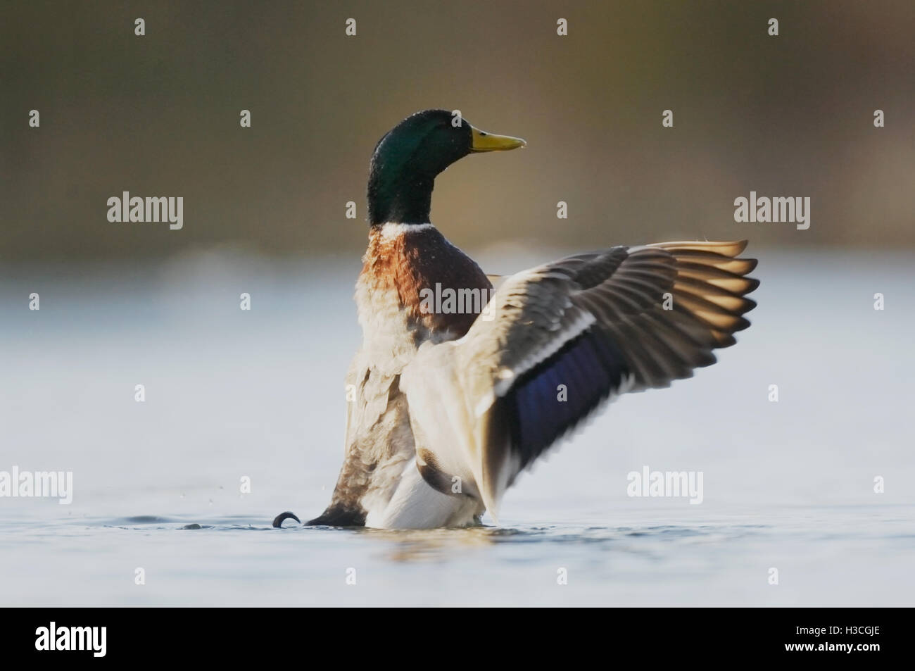 Male Mallard Anas Platyrhynchos alighting after preening, Essex, March ...