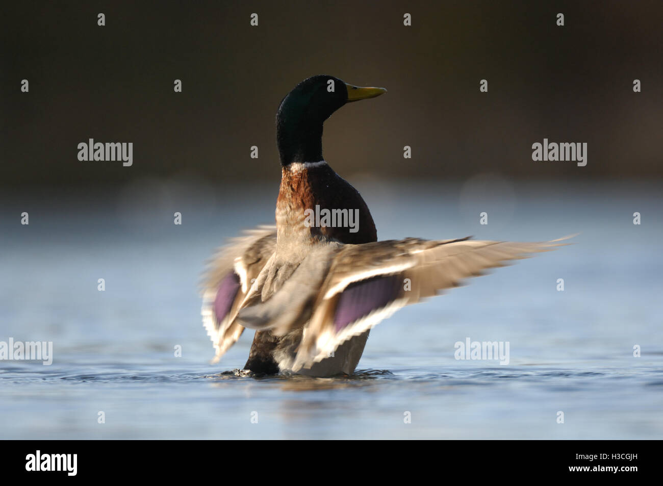 Male Mallard Anas Platyrhynchos alighting after preening, Essex ...