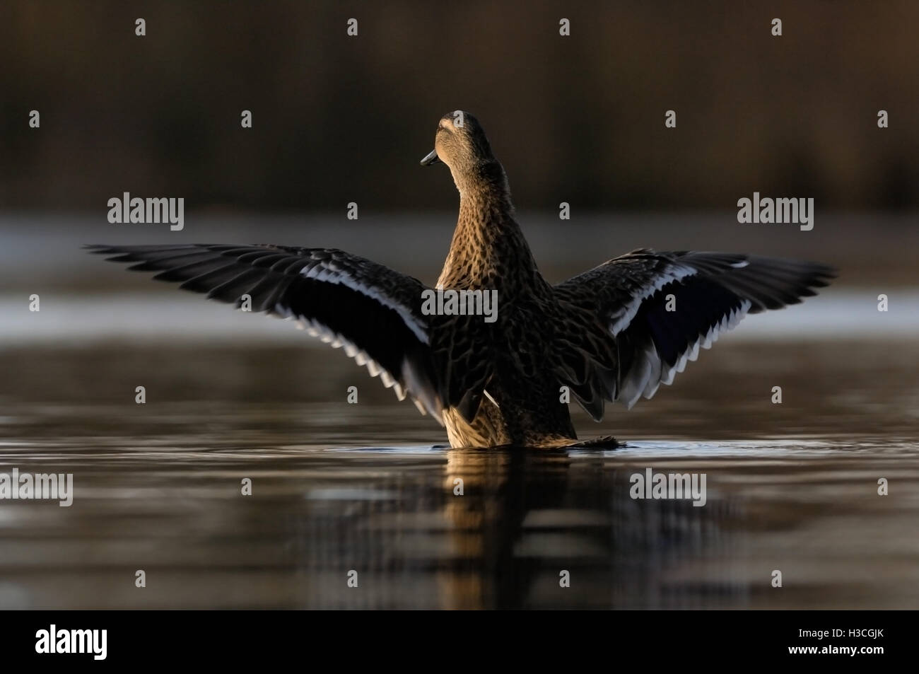 Female Mallard Anas Platyrhynchos alighting after preening, Essex ...