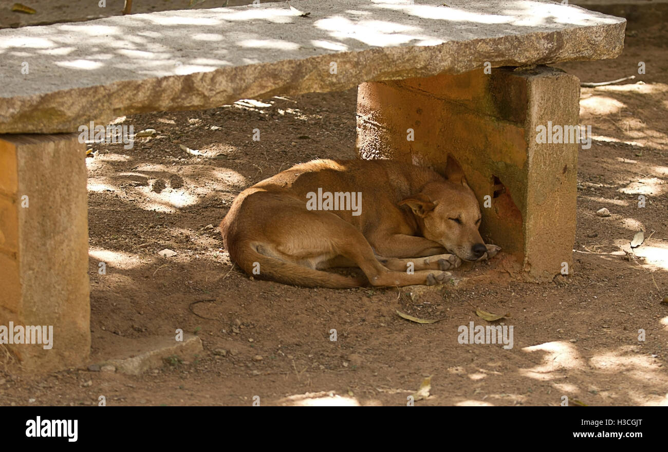 Feral dog hi-res stock photography and images - Alamy
