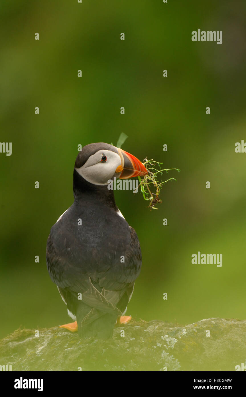 Puffin nesting hi-res stock photography and images - Alamy