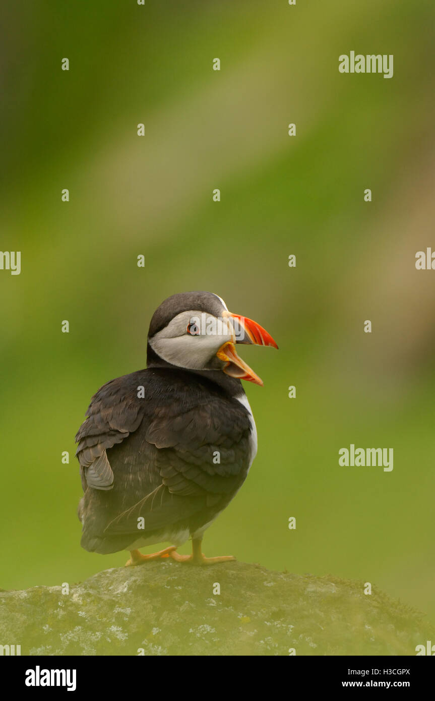 Flap edge hi-res stock photography and images - Alamy
