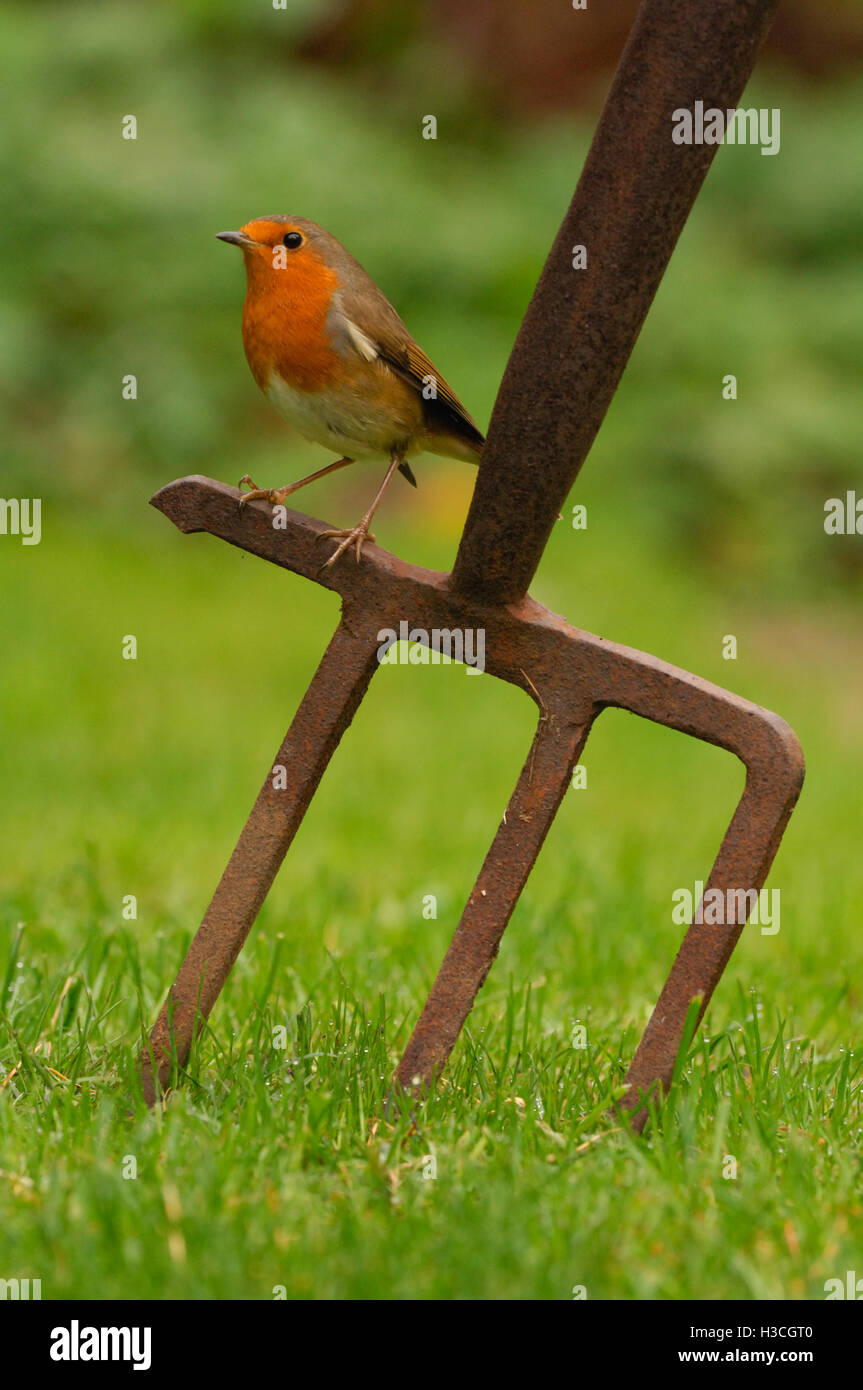 Robin on spade hi-res stock photography and images - Alamy