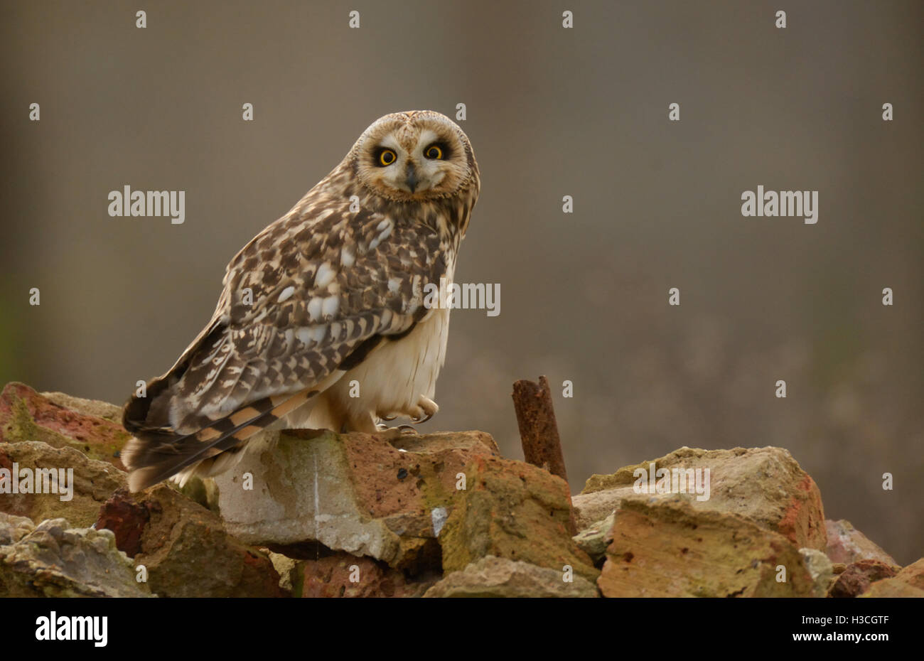 Look back over his shoulder hi-res stock photography and images - Alamy