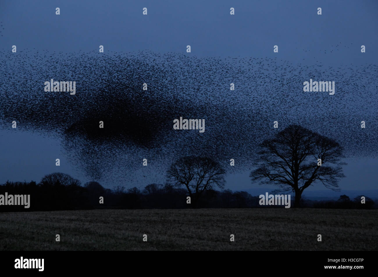 Starlings (Sturnus vulgaris) going to mass roost in conifer plantation ...