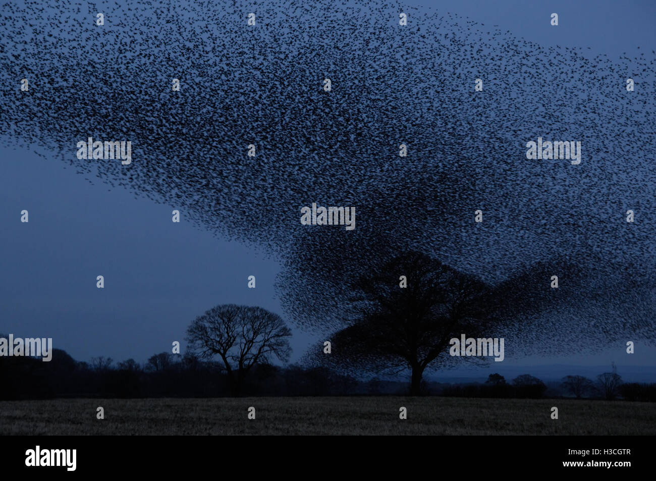 Starlings (Sturnus vulgaris) going to mass roost in conifer plantation ...