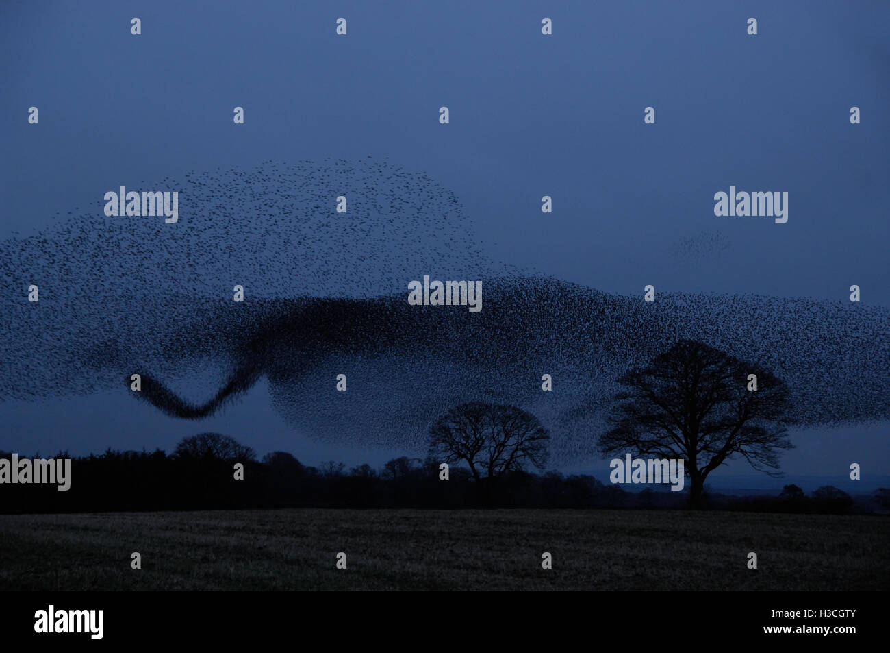 Starlings (Sturnus vulgaris) going to mass roost in conifer plantation ...