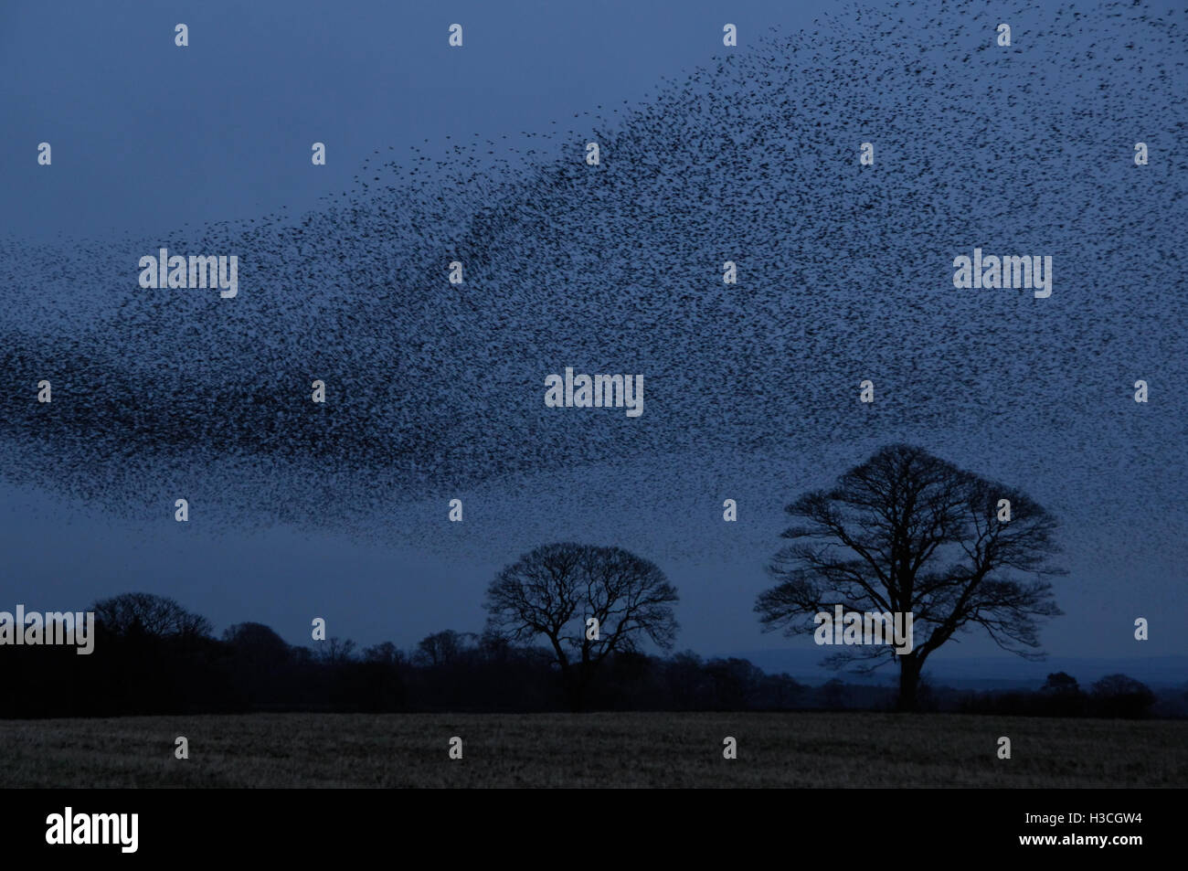 Starlings (Sturnus vulgaris) going to mass roost in conifer plantation ...