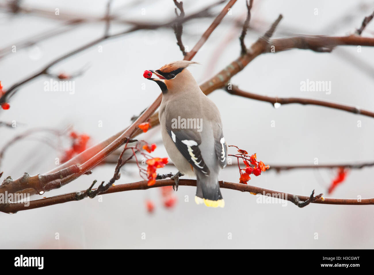 Alaska mountain ash birds hi-res stock photography and images - Alamy