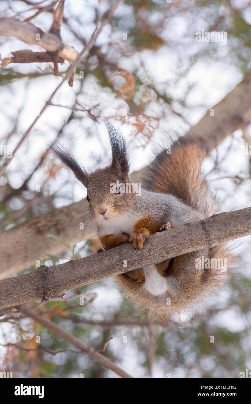 the photograph shows a squirrel on a tree Stock Photo - Alamy
