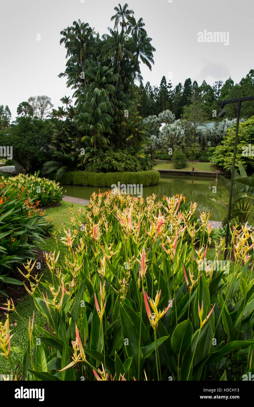 Singapore Botanic Gardens Flowers