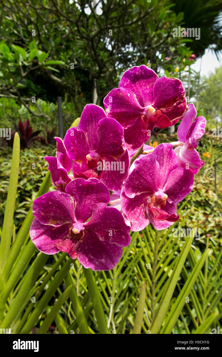 Red orchids hi-res stock photography and images - Alamy
