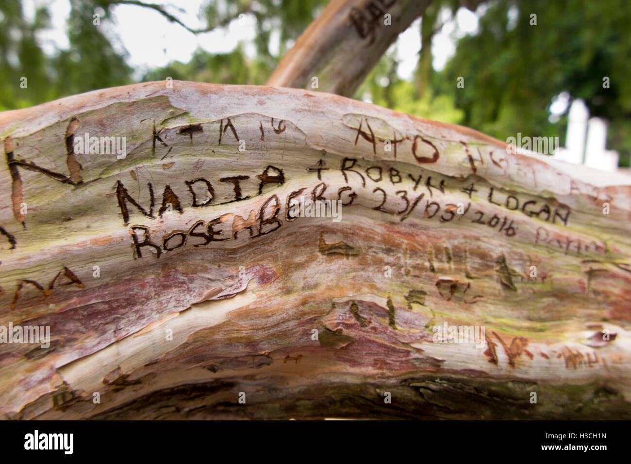 Singapore, Botanic Gardens, National Orchid Garden, graffiti scratched ...