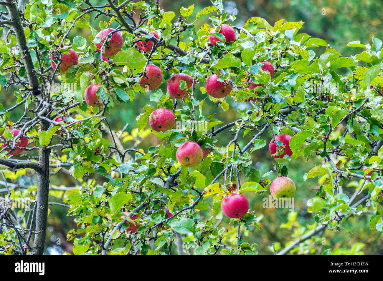 Many ripe red apples on tree in autumn Stock Photo - Alamy