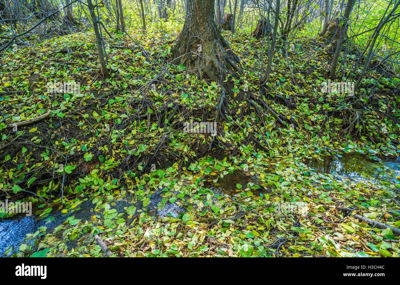 Autumn landscape with forest stream, trees and leaves covered the ...