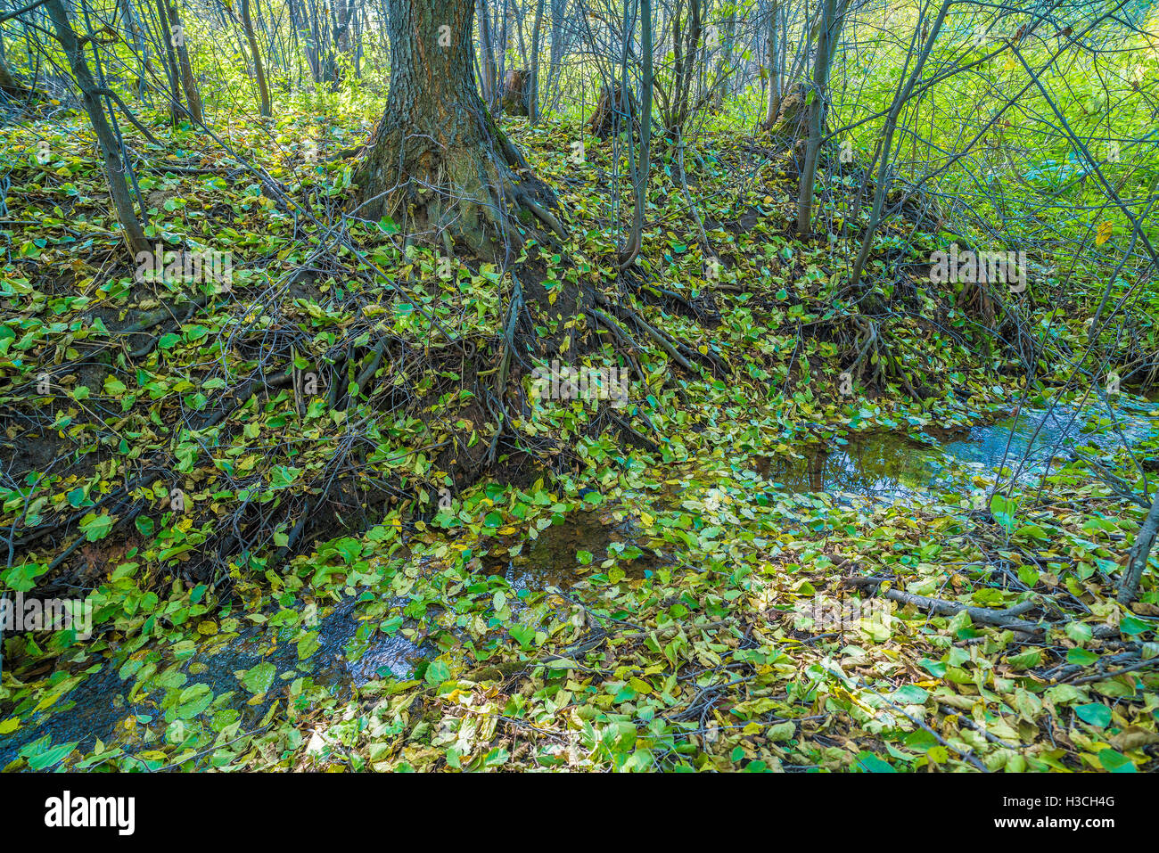 Autumn landscape with forest stream, trees and leaves covered the ...