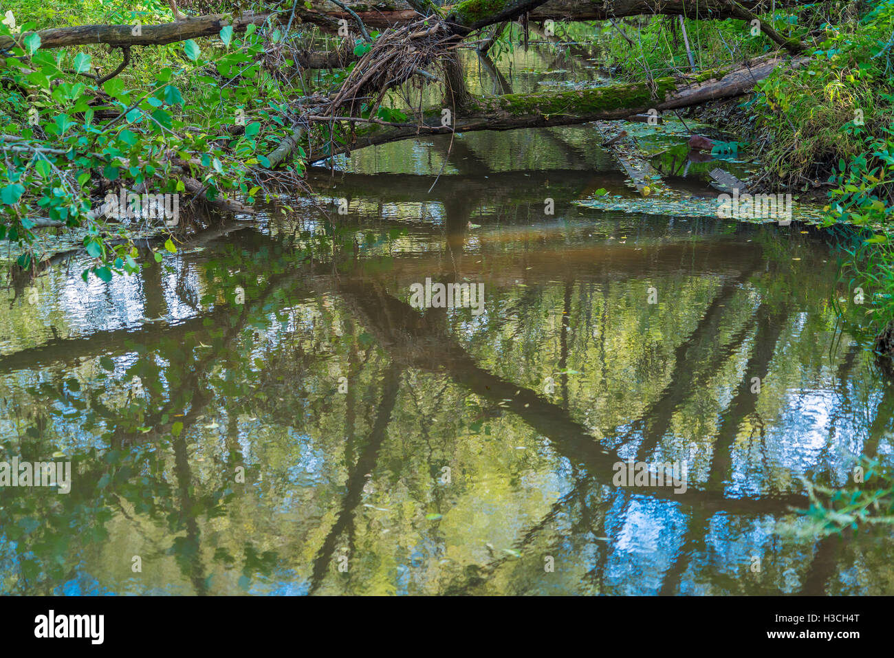 The background image of the reflection of the forest trees on the river ...
