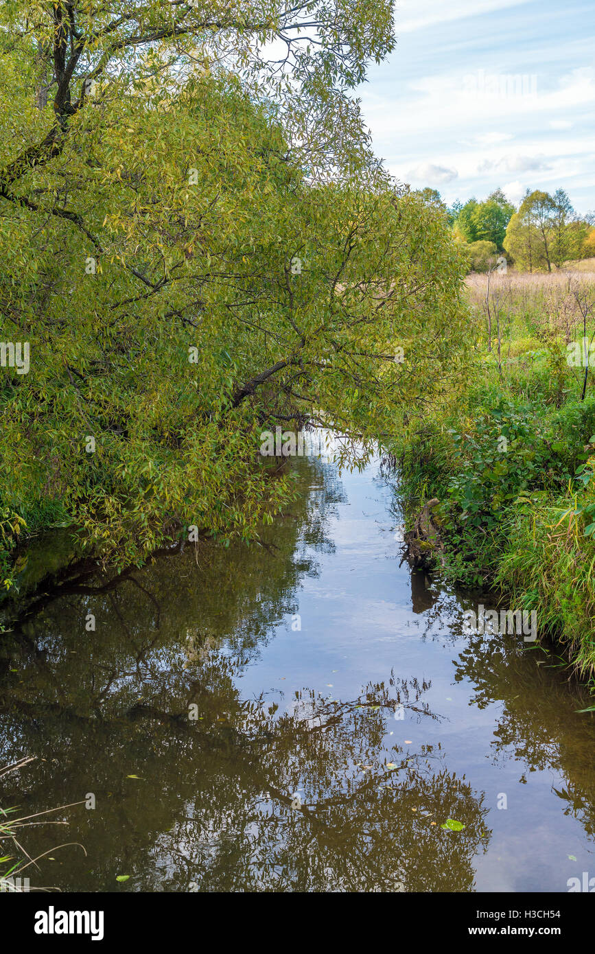 Summer landscape with a weeping willow on the Bank of a forest river ...