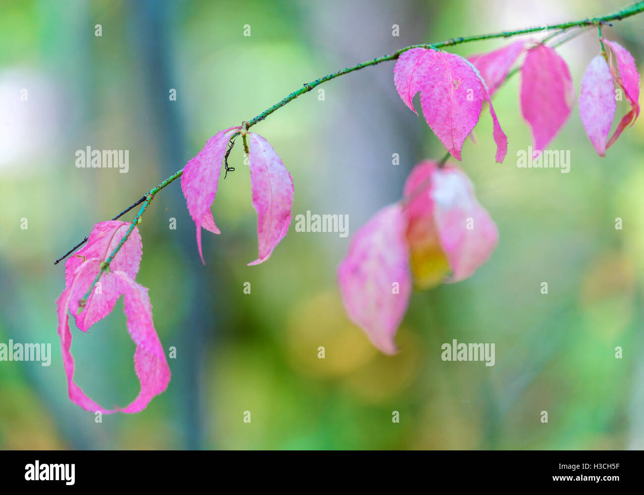 Red leaves euonymus verrucosus hi-res stock photography and images - Alamy